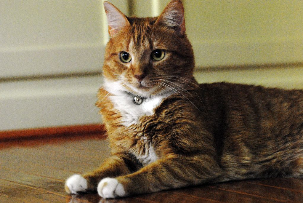 Rarest Cat Colors and Patterns for cats lovers. – information about pet ...