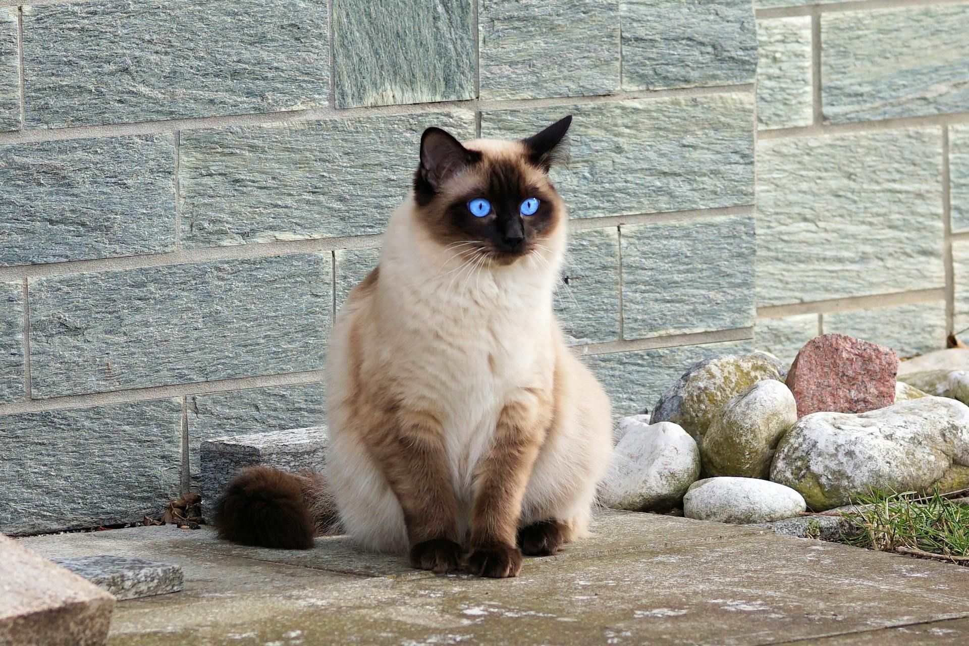 The Ultimate Guide to Different Types of Cats: Breeds, Characteristics ...